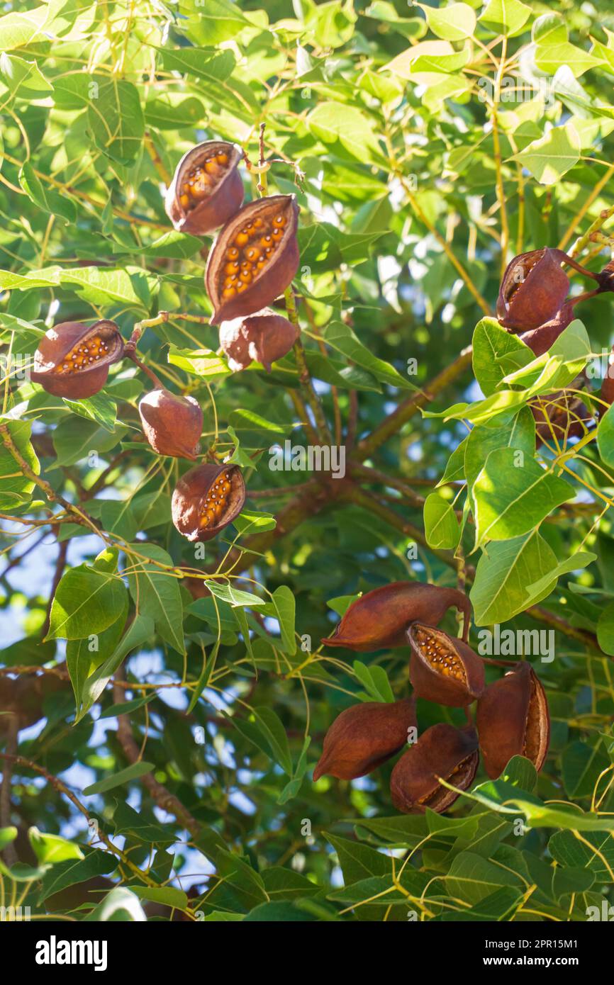 Brown pods with seeds on the branches of a Brachychiton tree Stock ...