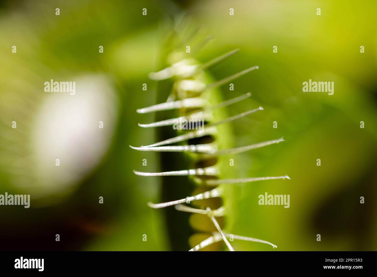 Closeup Venus flytrap ,Insectivorous plants ,Low Giant ,Dionaea ...