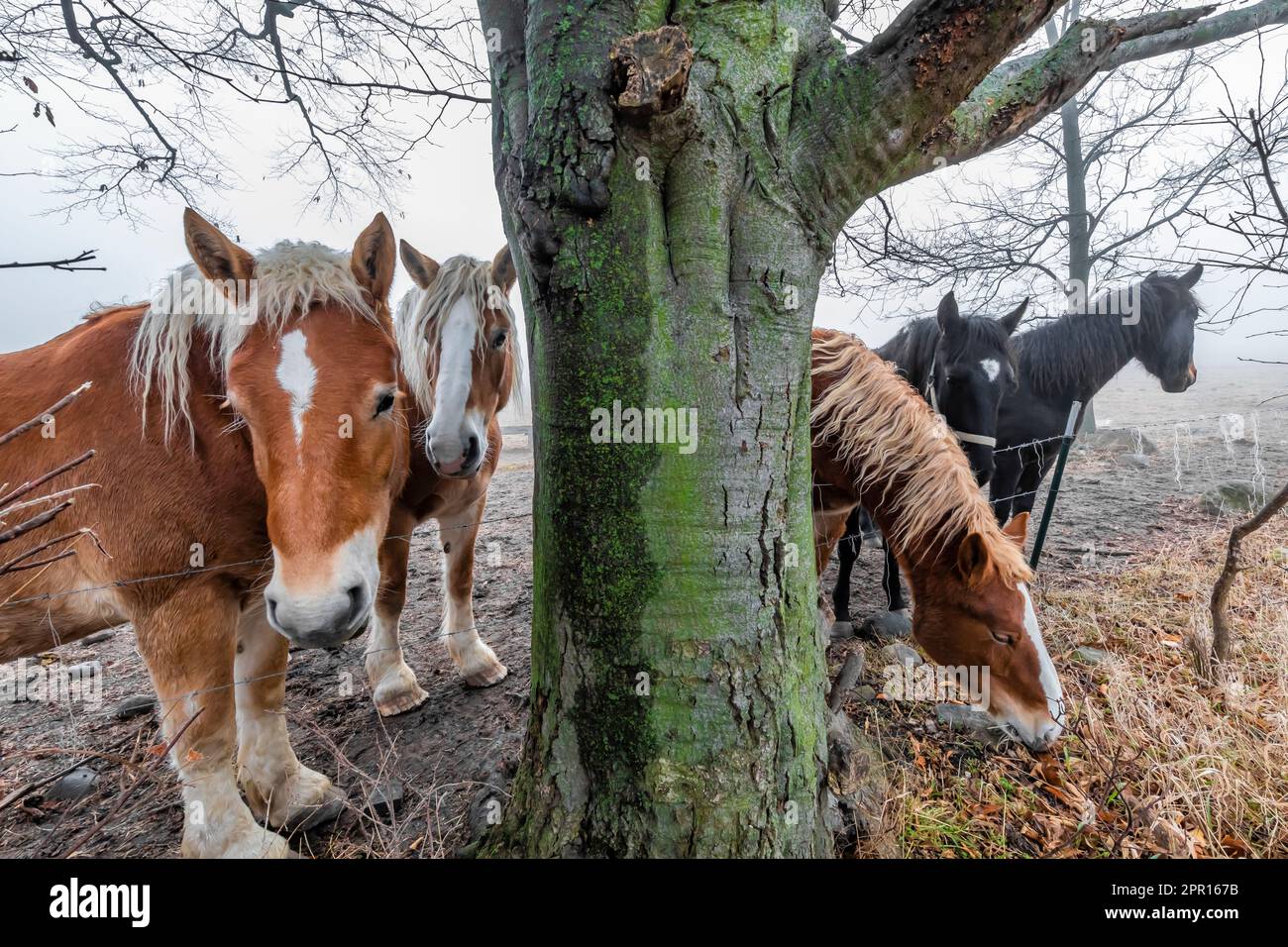 Amish Belgian and Percheron work horses in a fenced pasture in Central ...