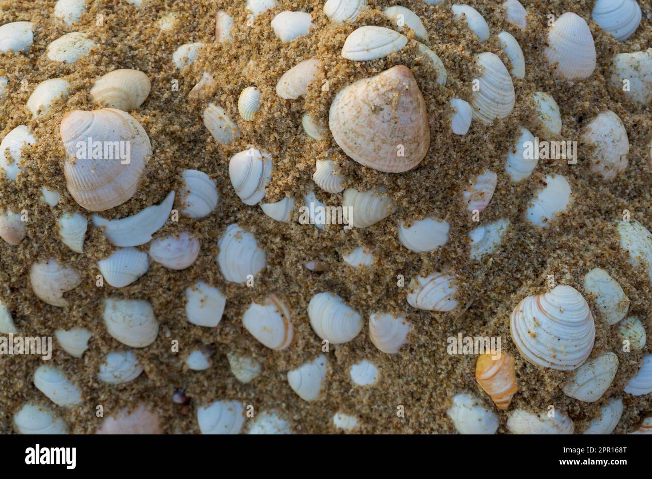 Sand hills decorated with shells on the beach Stock Photo - Alamy