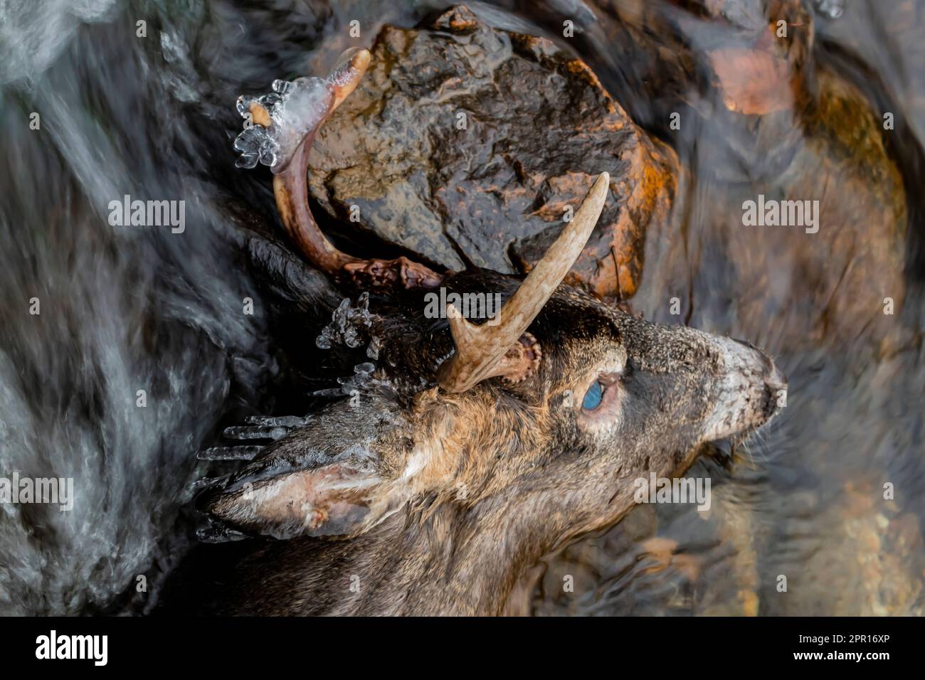 Dead buck hi-res stock photography and images - Alamy