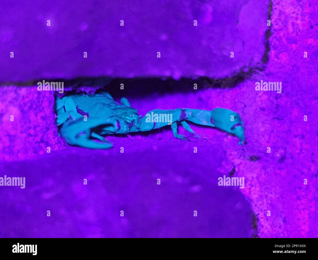 Sheerness, Kent, UK. 25th Apr, 2023. The Blue Town district of ...