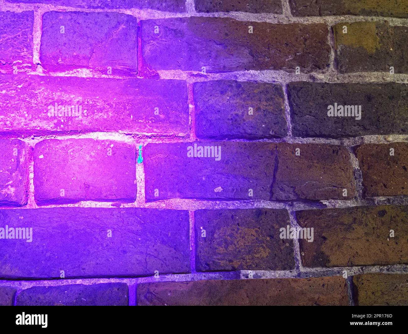 Yellow tailed scorpions hi-res stock photography and images - Alamy