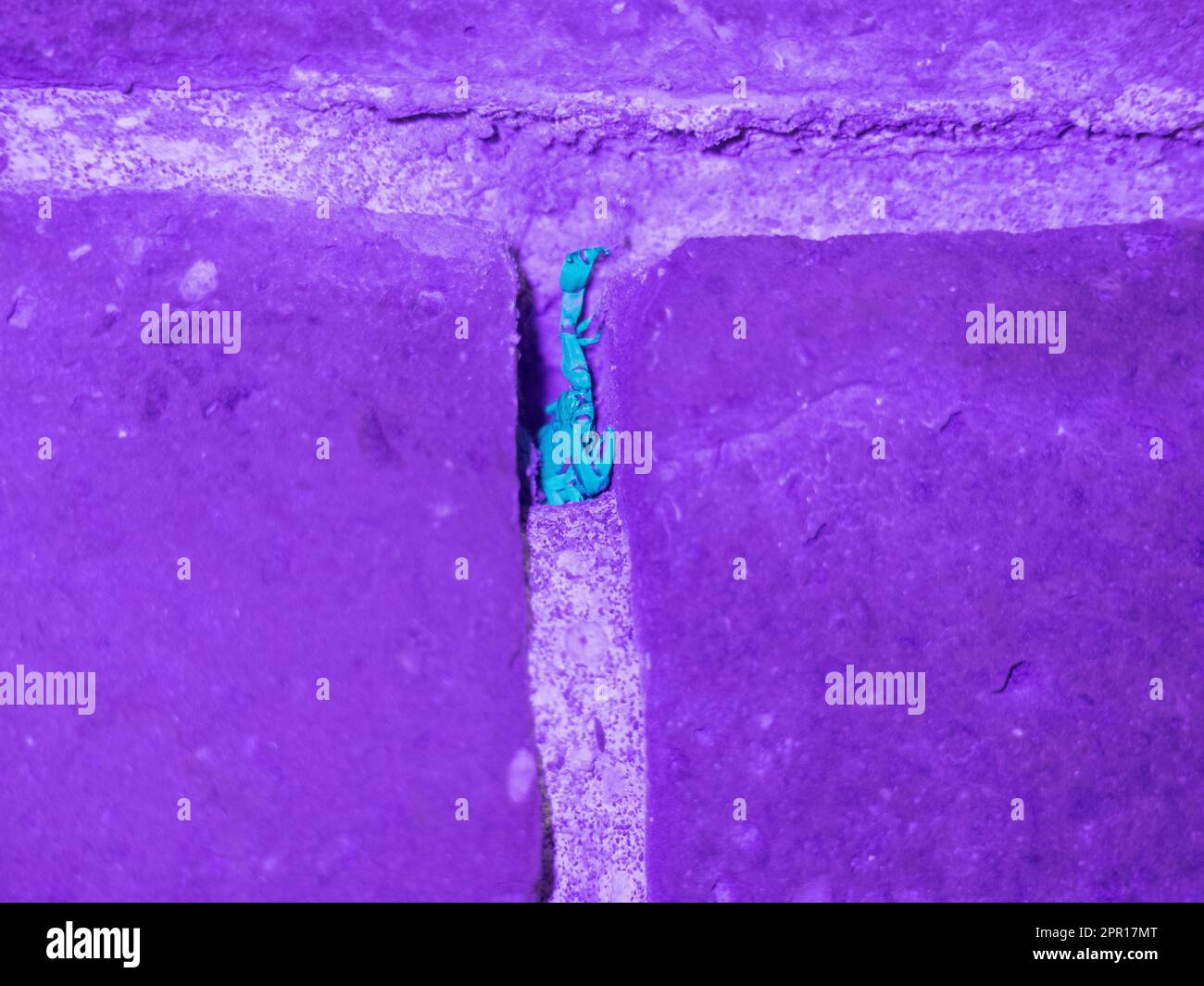 Yellow tailed scorpions hi-res stock photography and images - Alamy