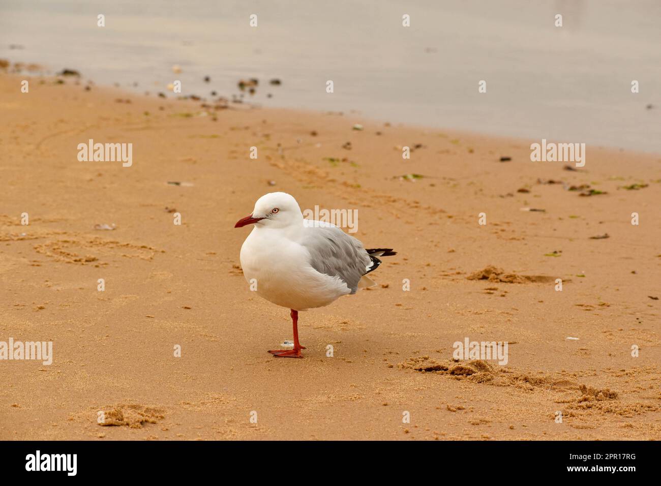 An Australian gull perched atop a sandy beach, its gaze resting ...