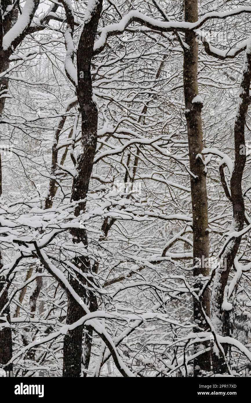 Snow-covered trees during a snowstorm in Central Michigan, USA Stock ...
