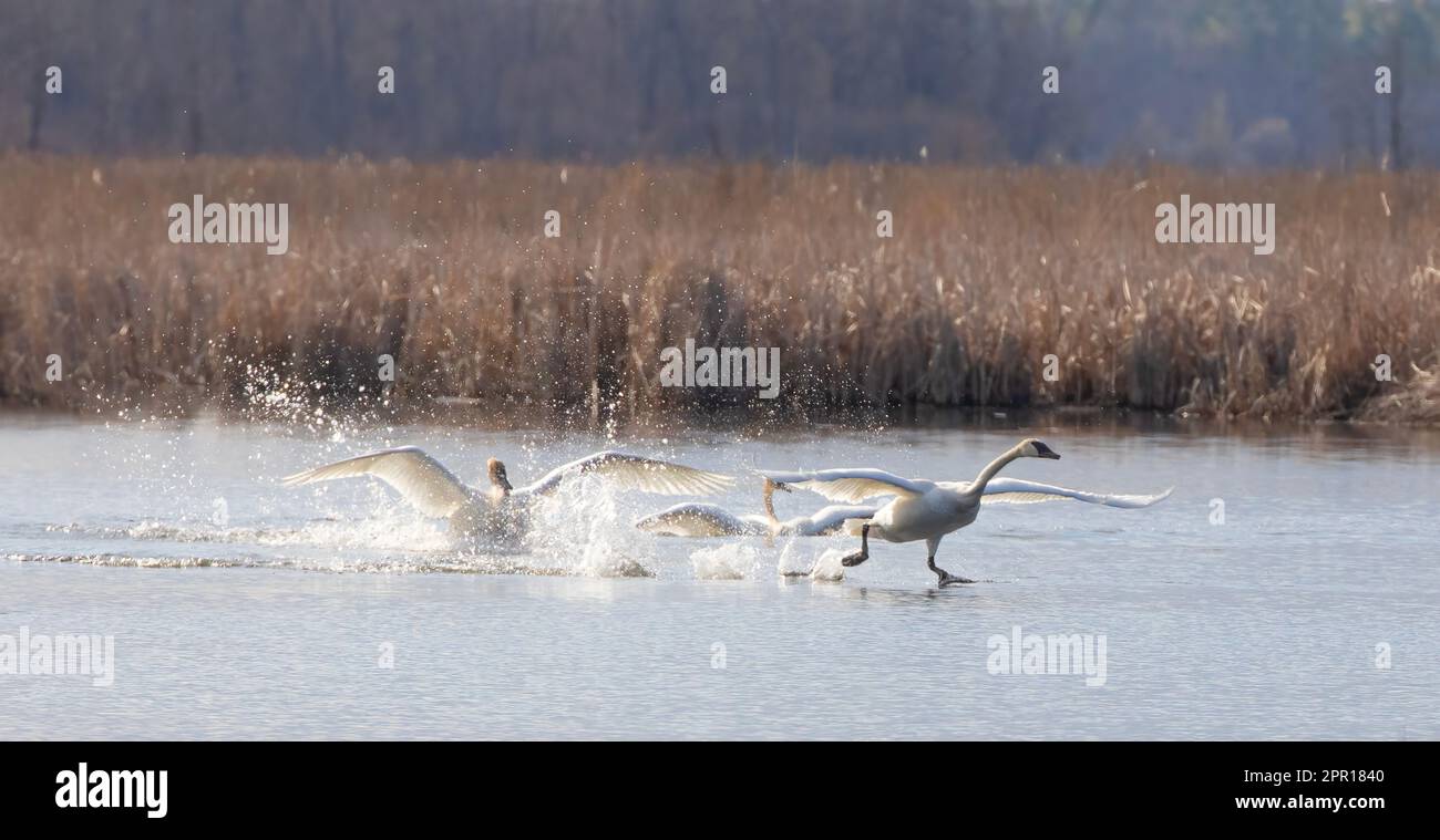 Animals birds splashing in water hi-res stock photography and images ...
