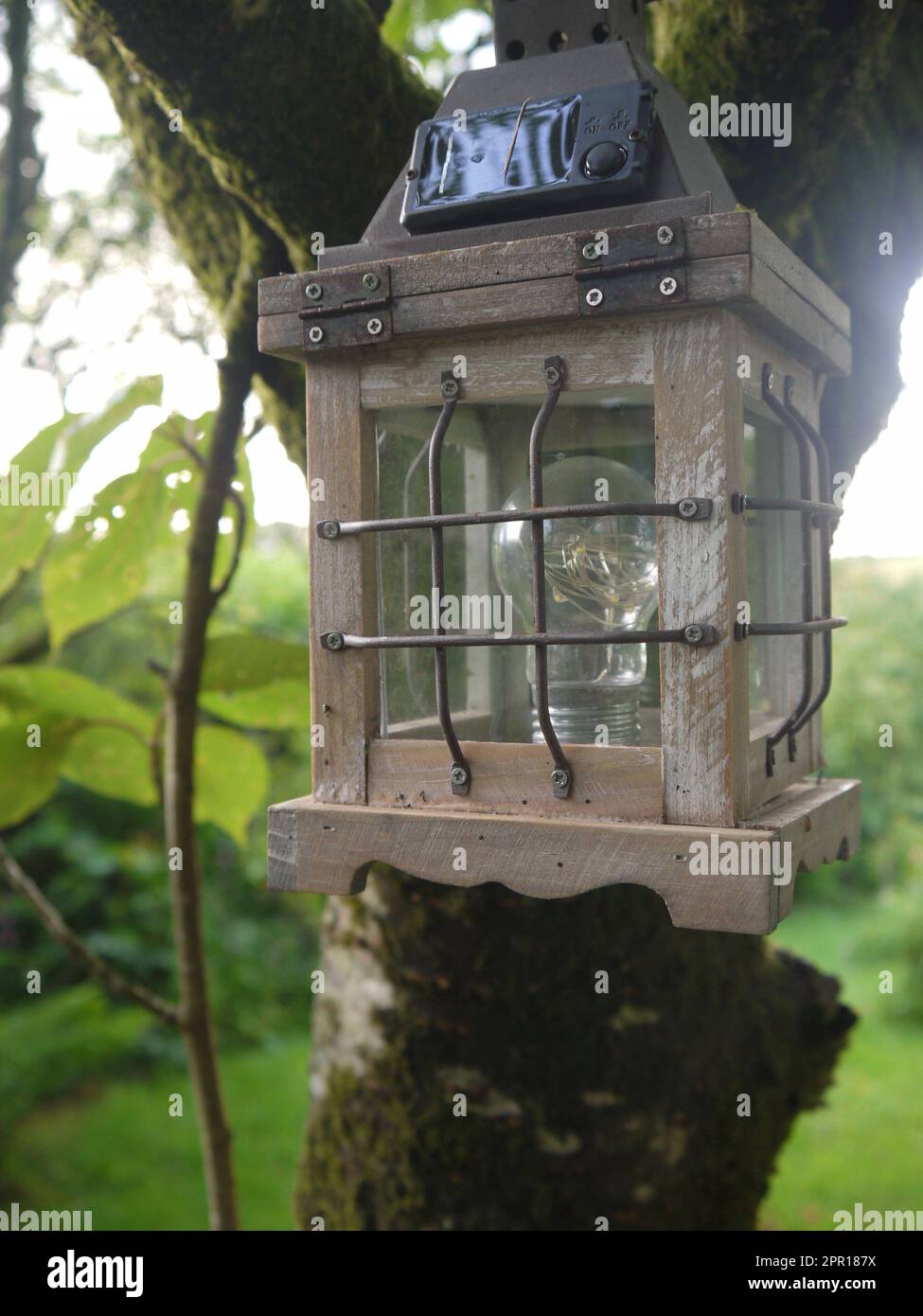 A solar powered lantern in a wooden case hangs from a moss-covered tree ...