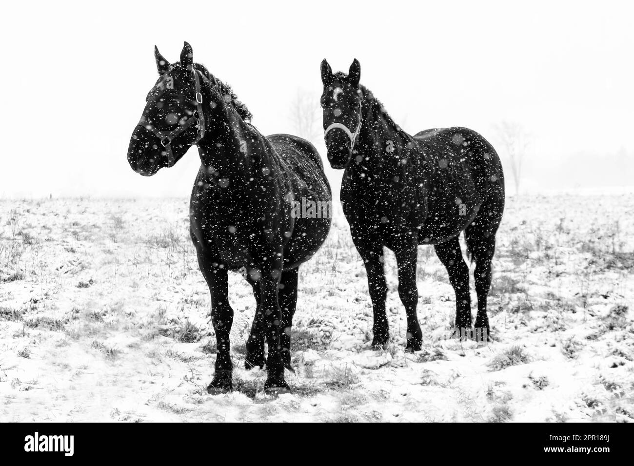 Black Percheron Horses Black And White Stock Photos Images Alamy