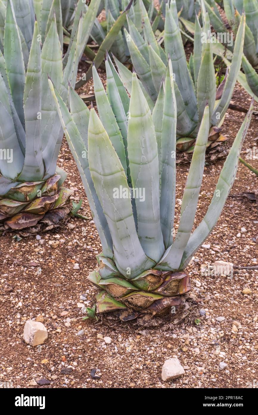 Agave bushes with blue leaves Stock Photo - Alamy