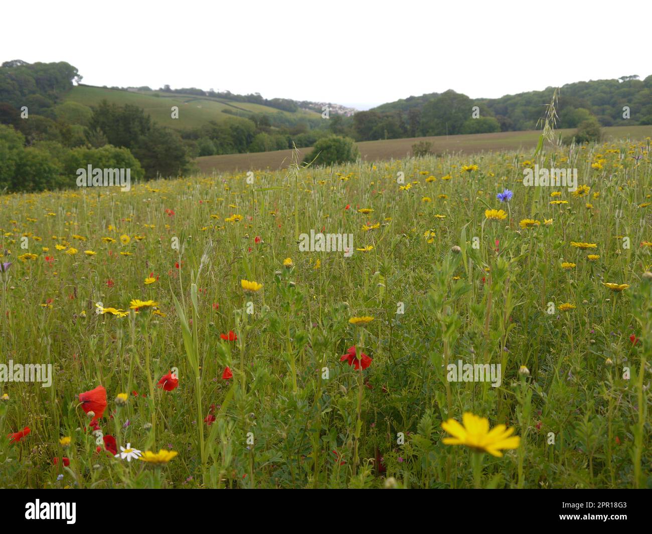 Wild flowers and grasses on the West Lawn at the Lost Gardens of ...