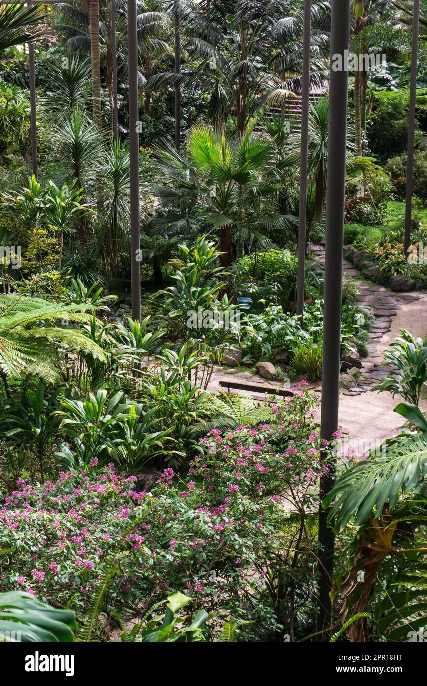 Greenhouse with tropical plants inside view Stock Photo - Alamy