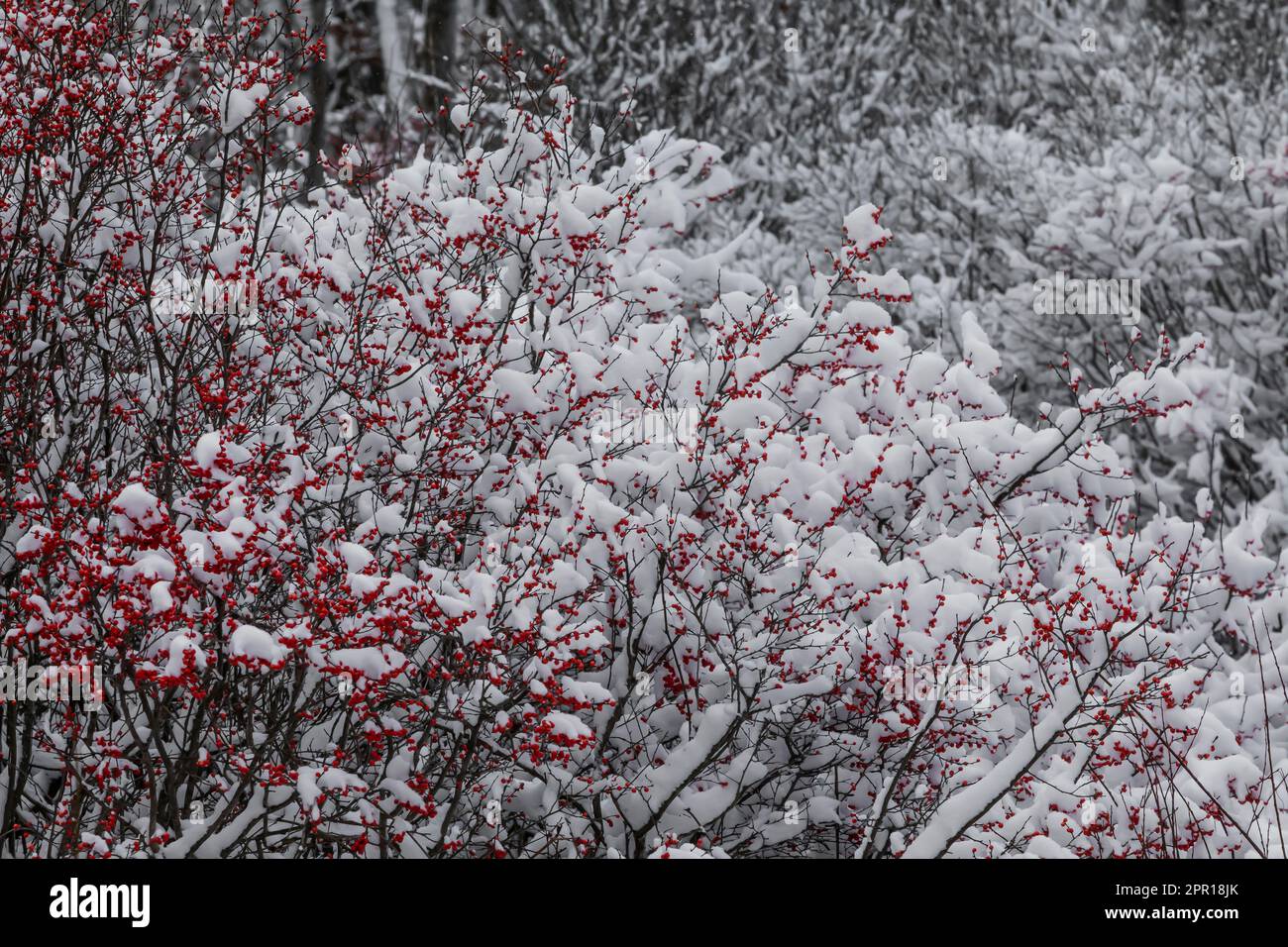 Winterberry, Ilex verticillata, shrubs with red berries after fresh ...