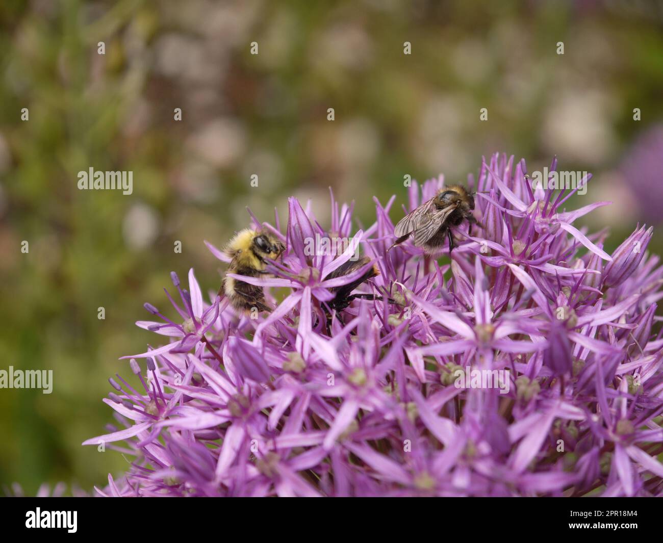 Three bees browsing an ornamental Allium flower at the Lost Gardens of ...