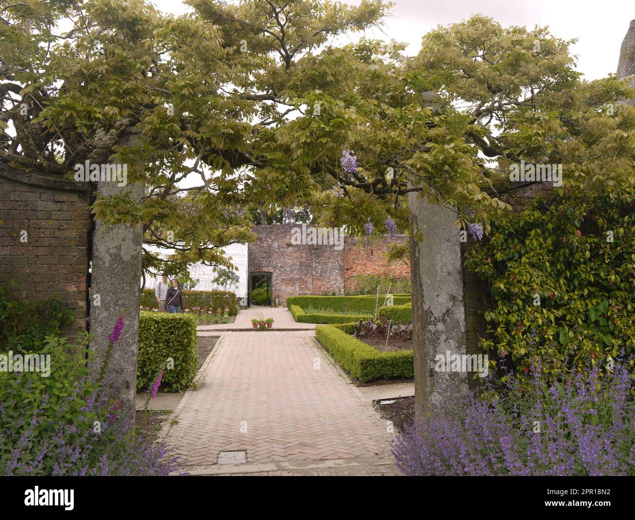 A mature wisteria vine forms an archway over a wall opening at the Lost ...