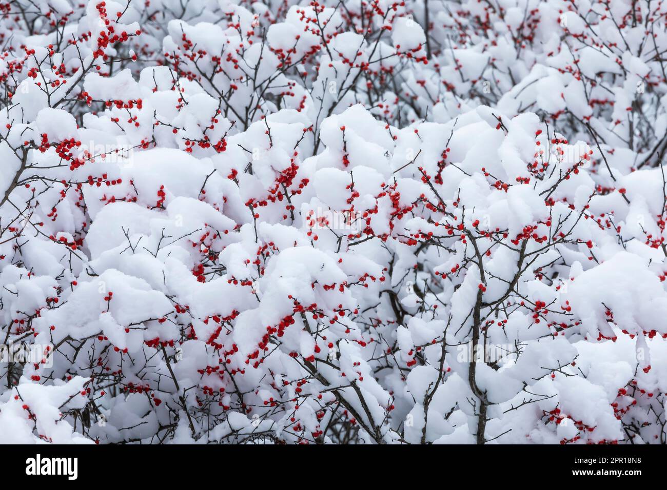Winterberry, Ilex verticillata, shrubs with red berries after fresh ...