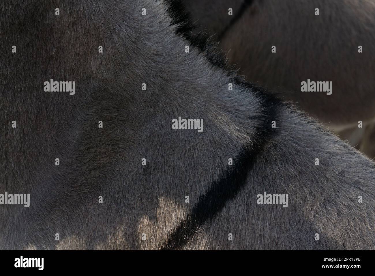 Donkey back hi-res stock photography and images - Alamy