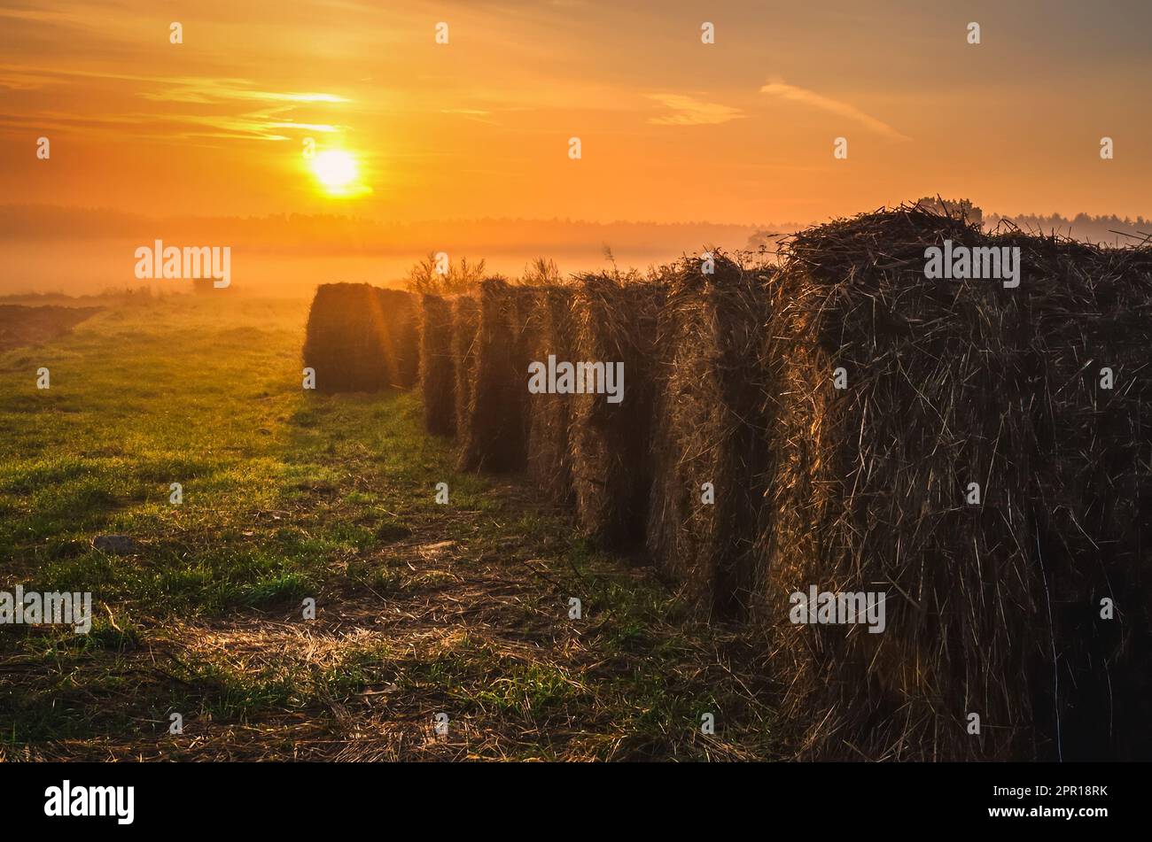 Haystacks on the field in early morning. Straw bales drying on a green ...
