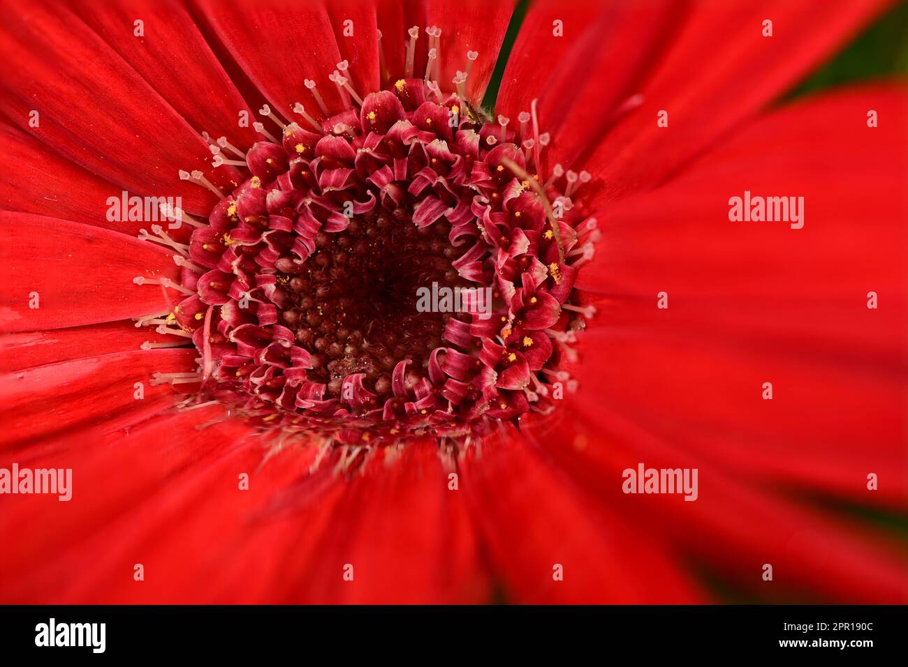 Detailed laurel art hi-res stock photography and images - Alamy
