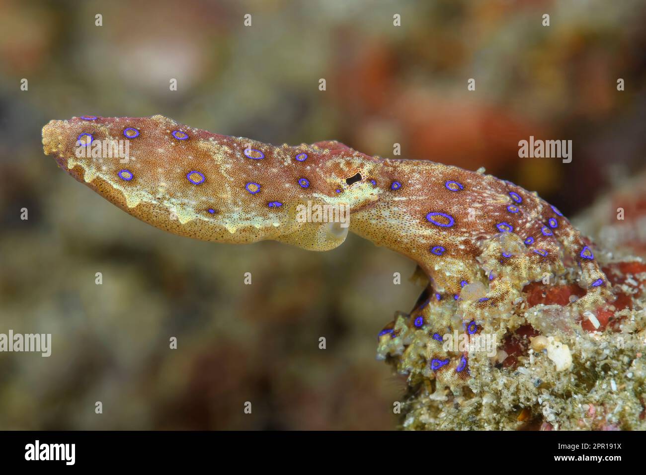 Blue-ringed octopus, Hapalochlaena sp., Lembeh Strait, North Sulawesi ...