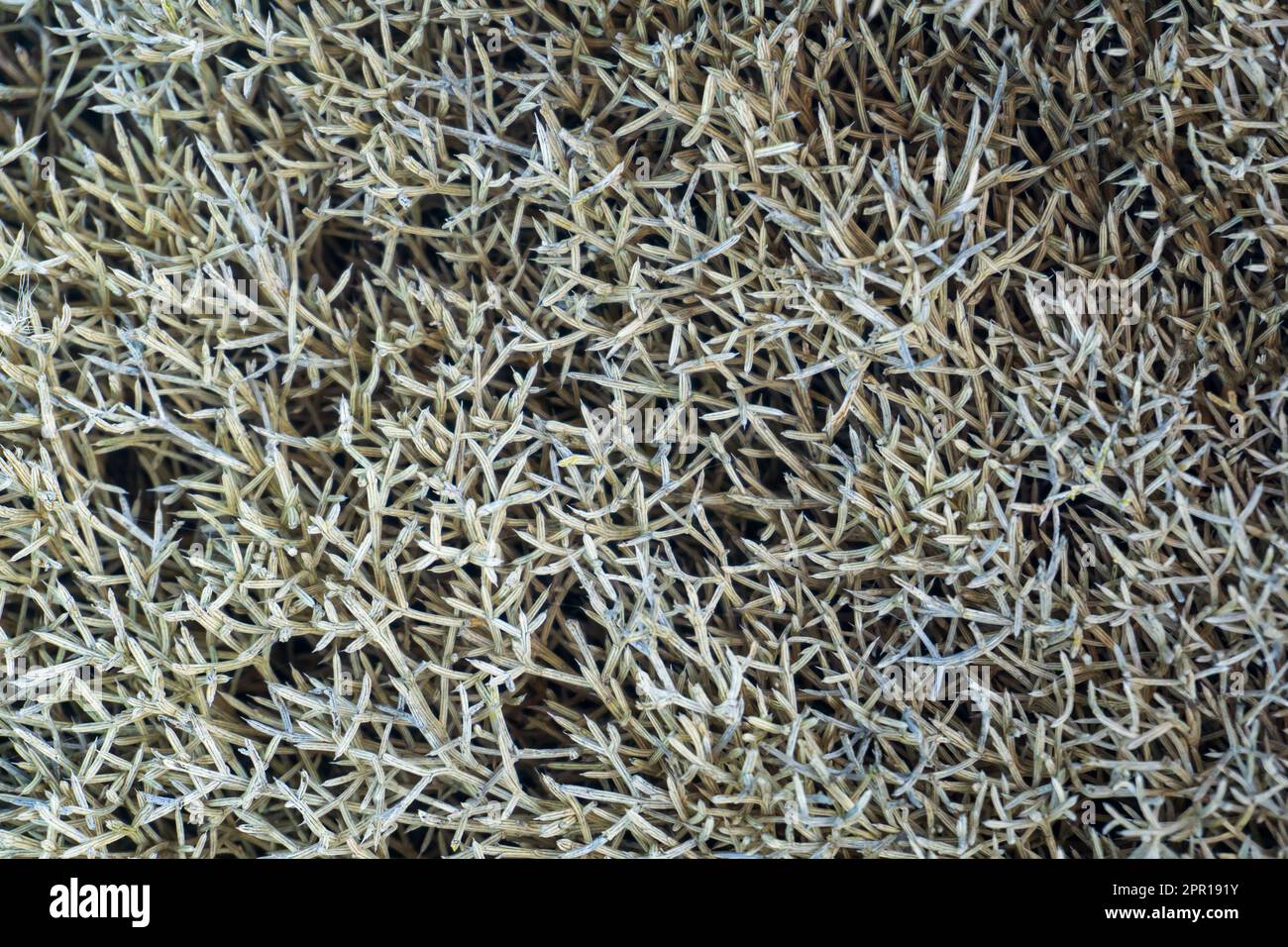 Gray - green grass background close up Stock Photo - Alamy