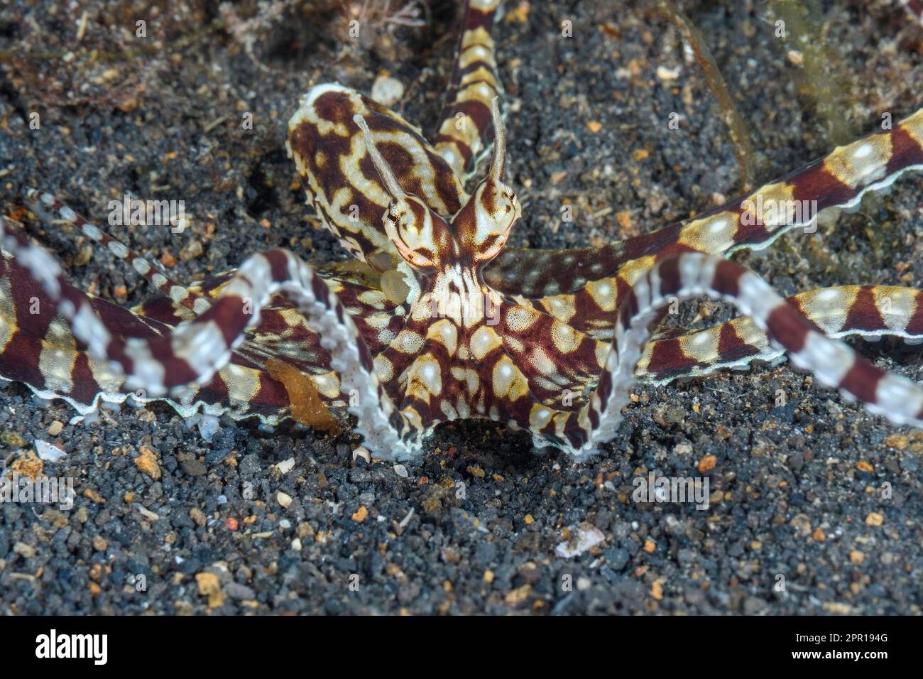 Mimic octopus, Thaumoctopus mimicus, Lembeh Strait, North Sulawesi ...