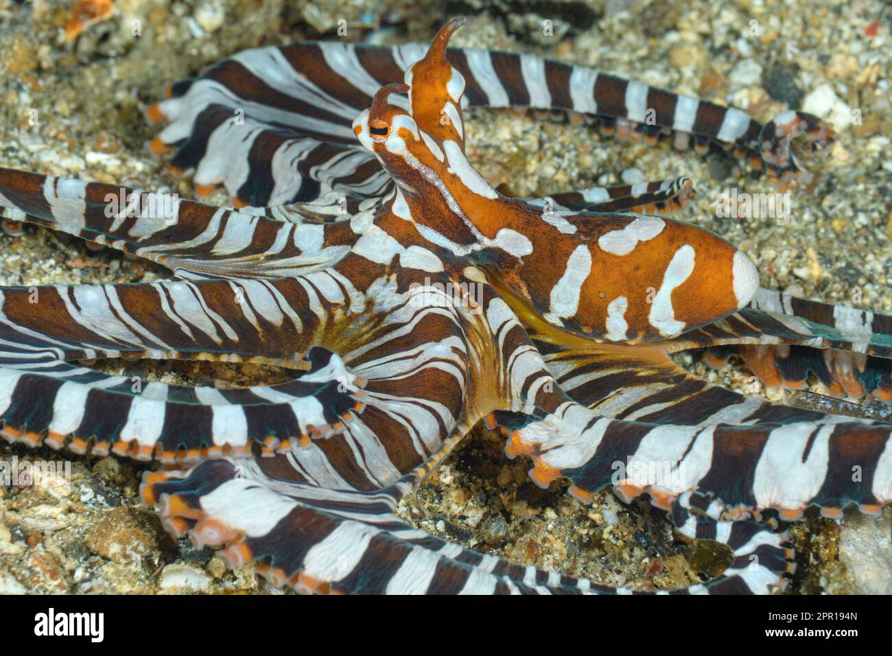 Wunderpus octopus, Wunderpus photogenicus, Lembeh Strait, North ...