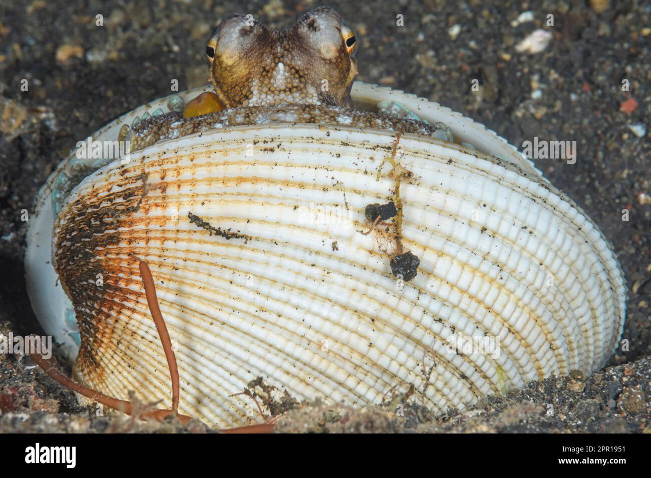 Coconut octopus, Amphioctopus marginatus, hiding in a shell, Lembeh ...