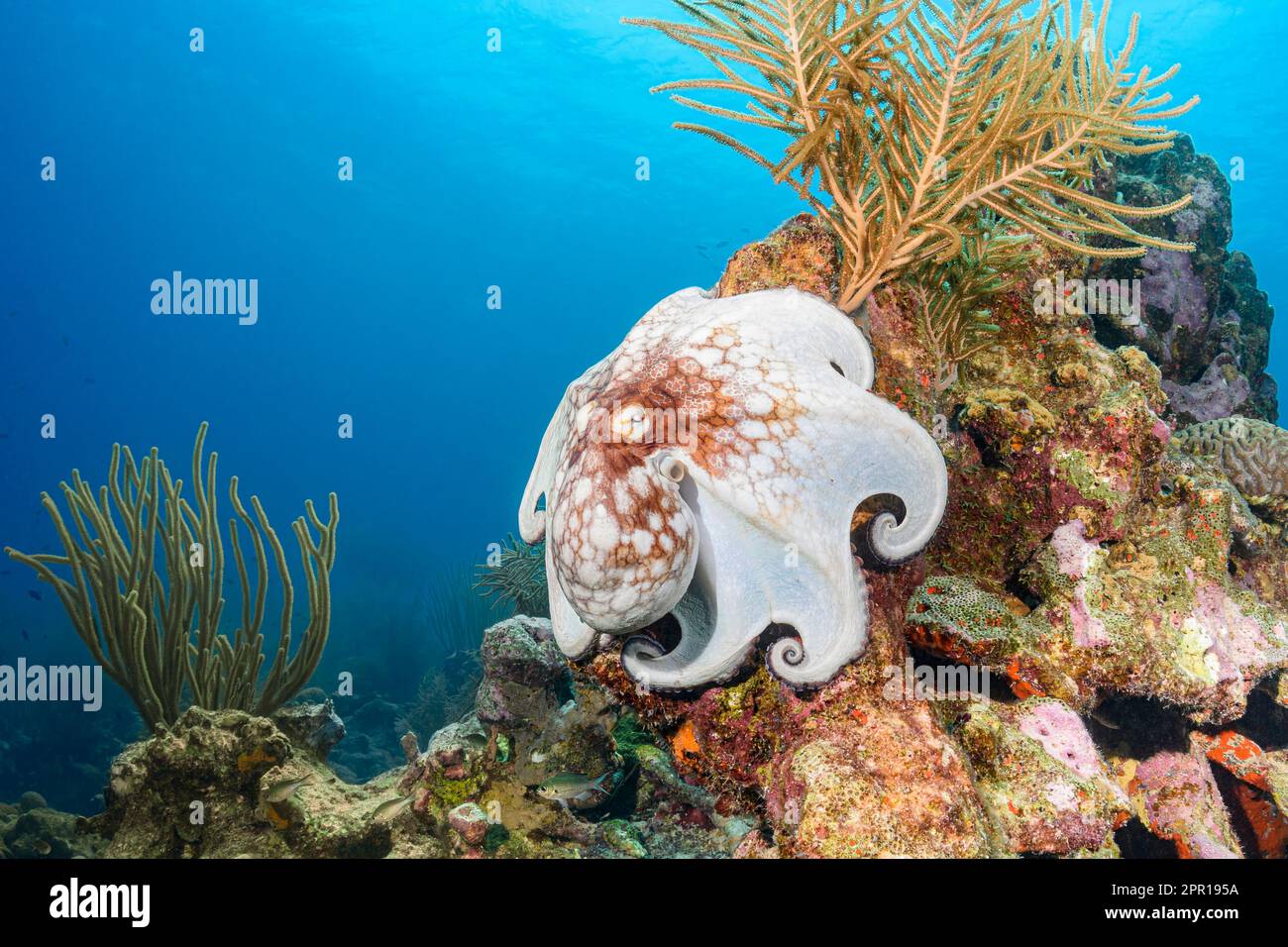 Caribbean Reef octopus, Octopus briareus, Bonaire, Caribbean ...