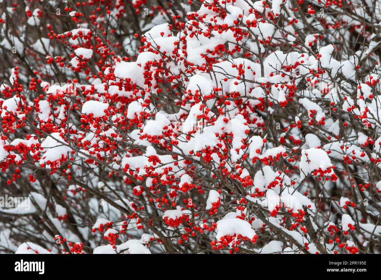Winterberry, Ilex verticillata, shrubs with red berries after fresh ...