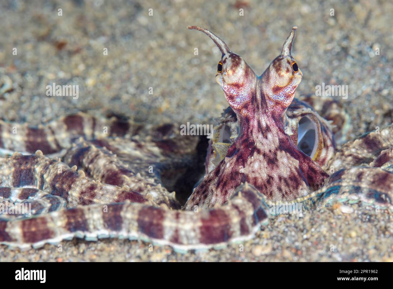 Mimic Octopus, Thaumoctopus mimicus, Lembeh Strait, North Sulawesi ...