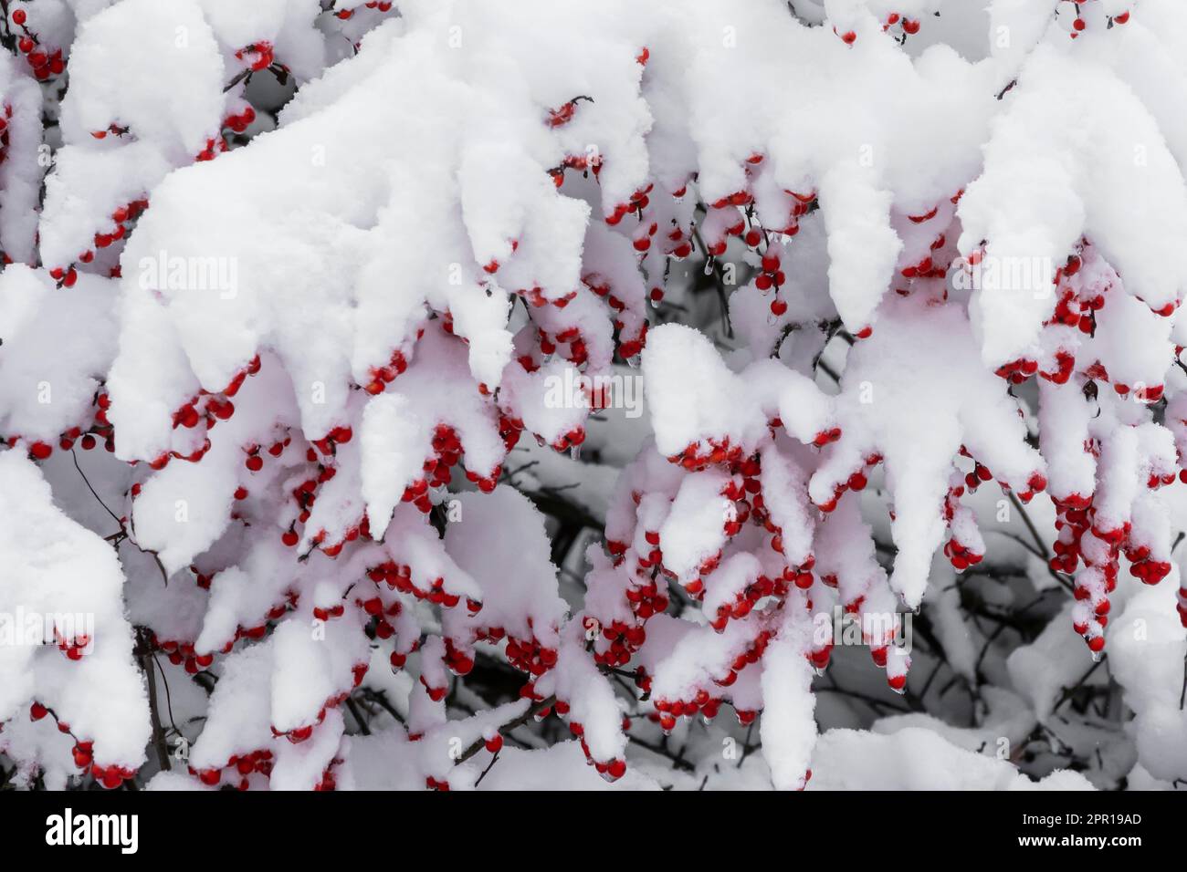 Winterberry, Ilex verticillata, shrubs with red berries after fresh ...