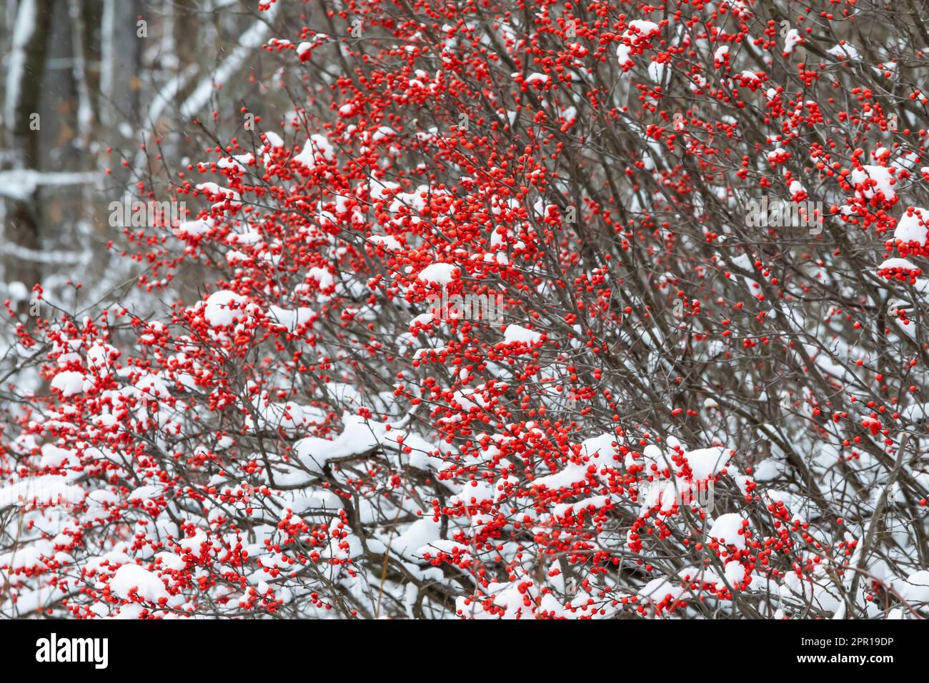 Winterberry, Ilex verticillata, shrubs with red berries after fresh ...