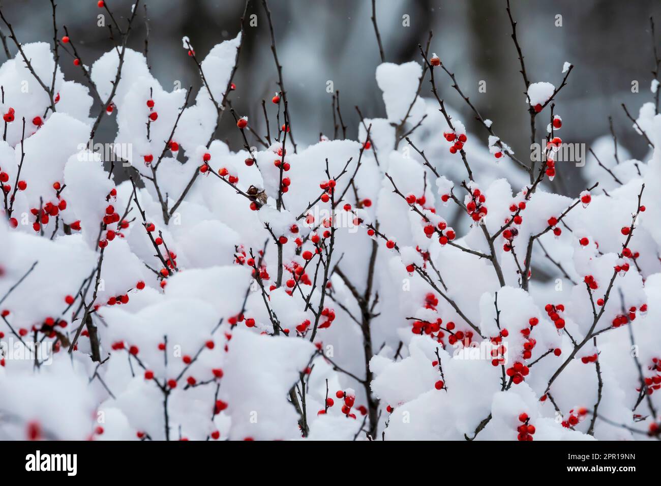 Winterberry, Ilex verticillata, shrubs with red berries after fresh ...