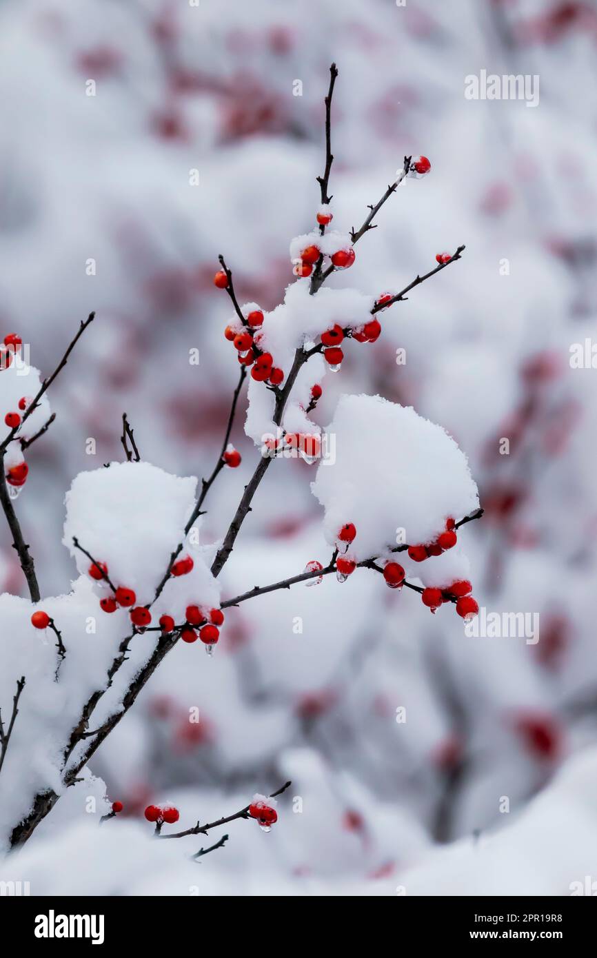 Winterberry, Ilex verticillata, shrubs with red berries after fresh ...