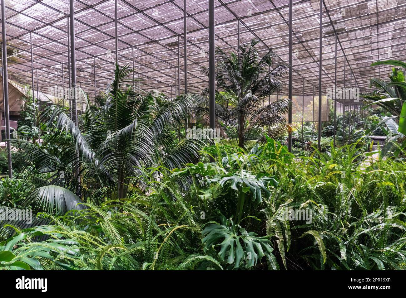 Greenhouse with tropical plants inside view Stock Photo - Alamy
