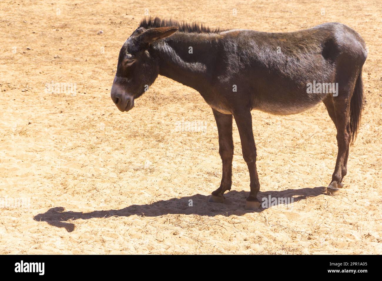 Old sad donkey in the desert Stock Photo - Alamy