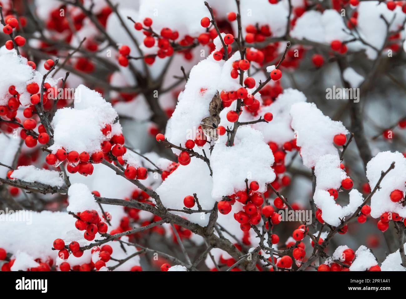 Winterberry, Ilex verticillata, shrubs with red berries after fresh ...
