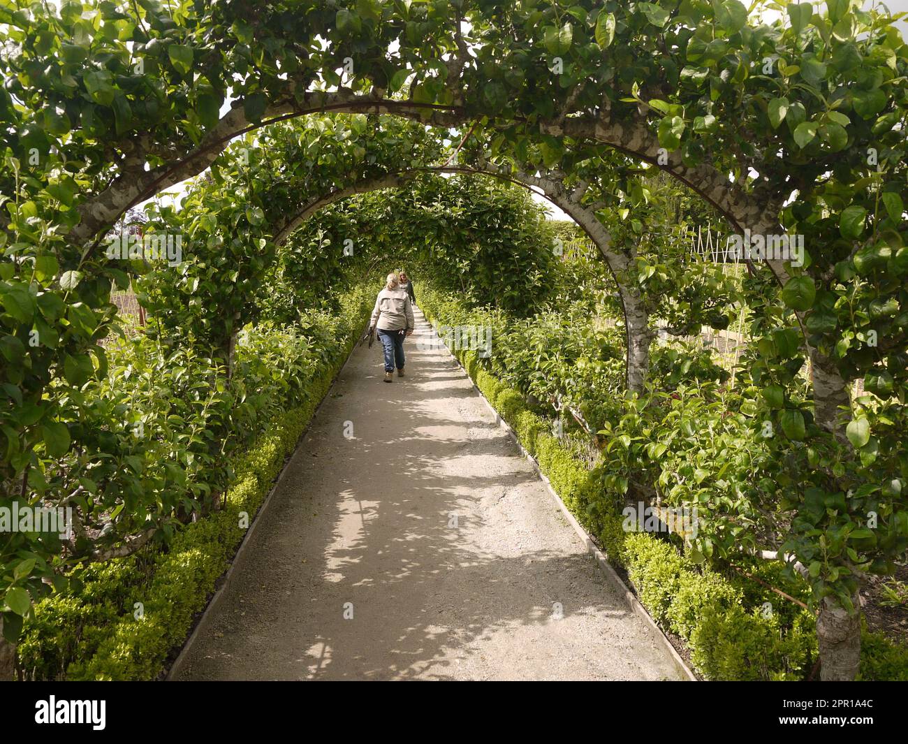 Two gardeners meet under the apple tree arches in the Kitchen Garden ...