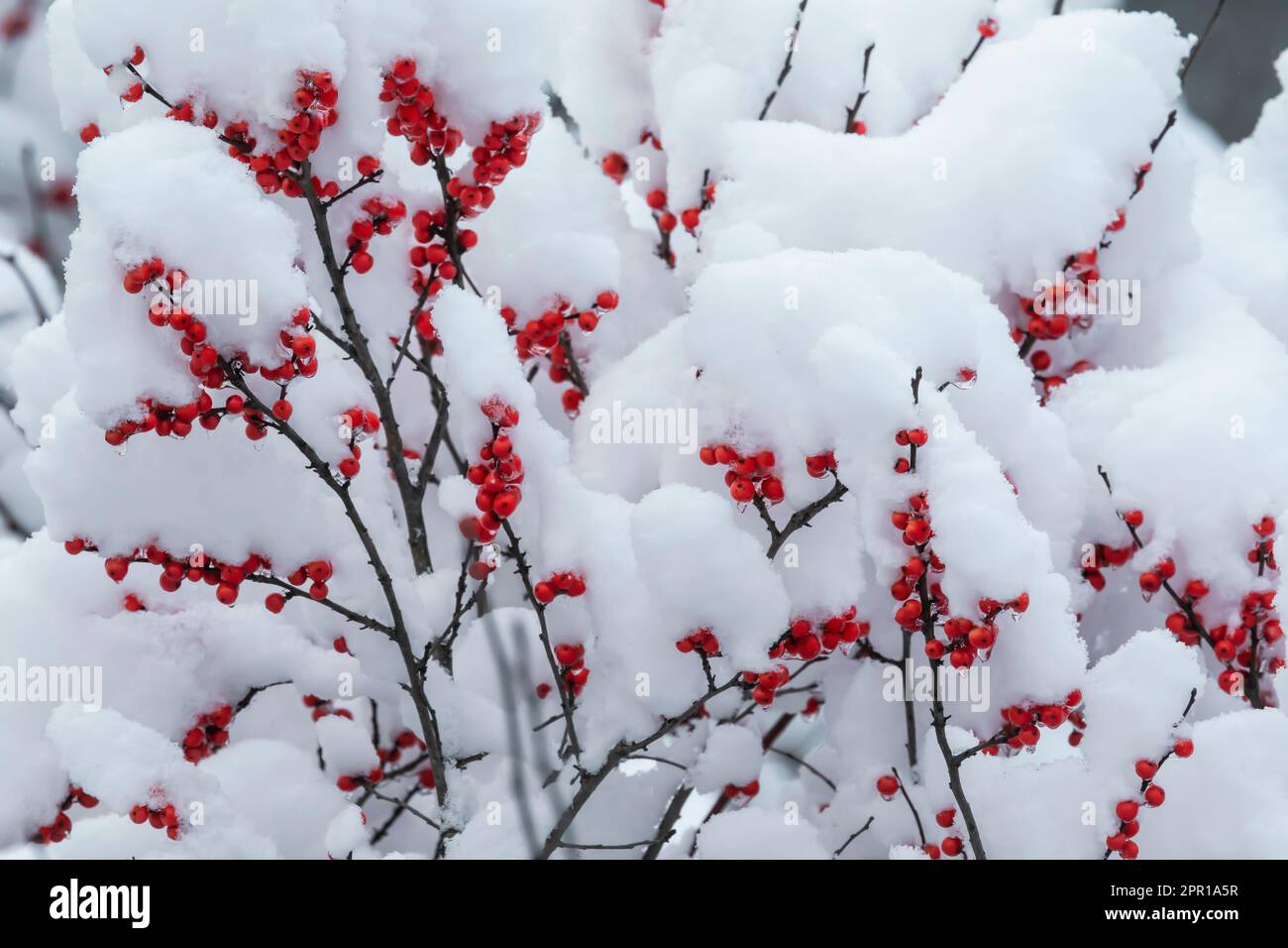 Winterberry, Ilex verticillata, shrubs with red berries after fresh ...