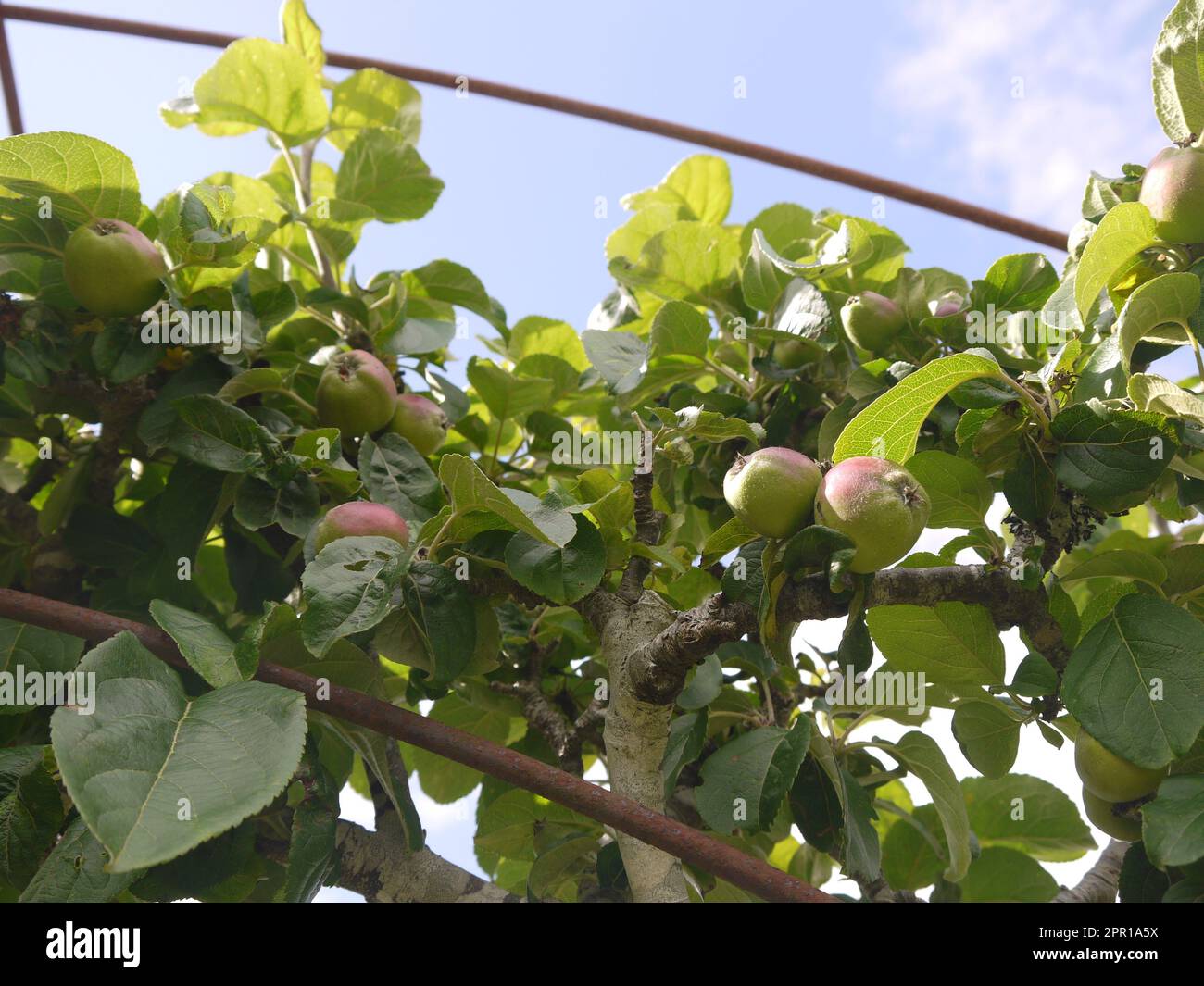 Apples growing on the Apple Arches in the Kitchen Garden at the Lost ...