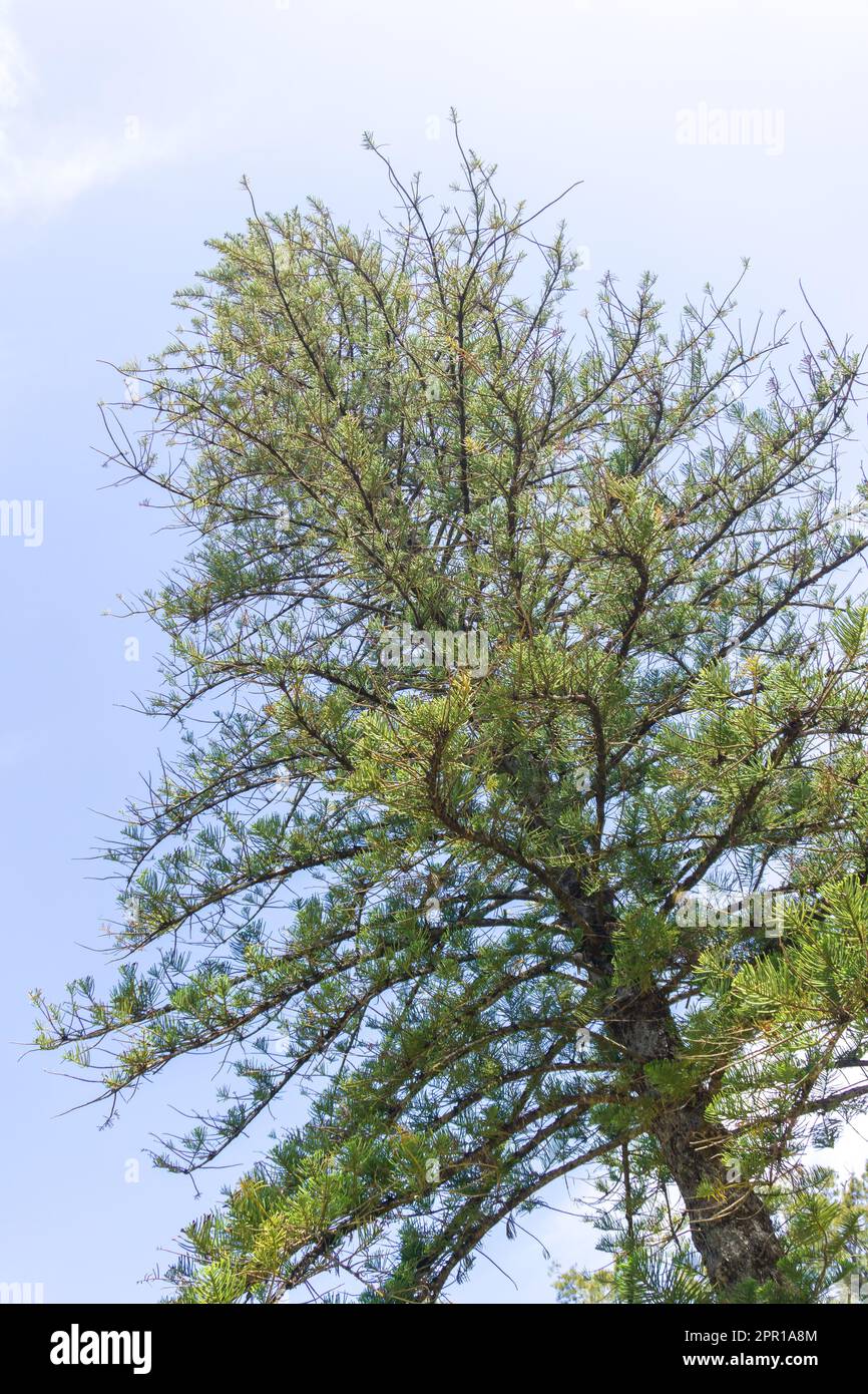 Large beautiful larch tree in a city park Stock Photo - Alamy