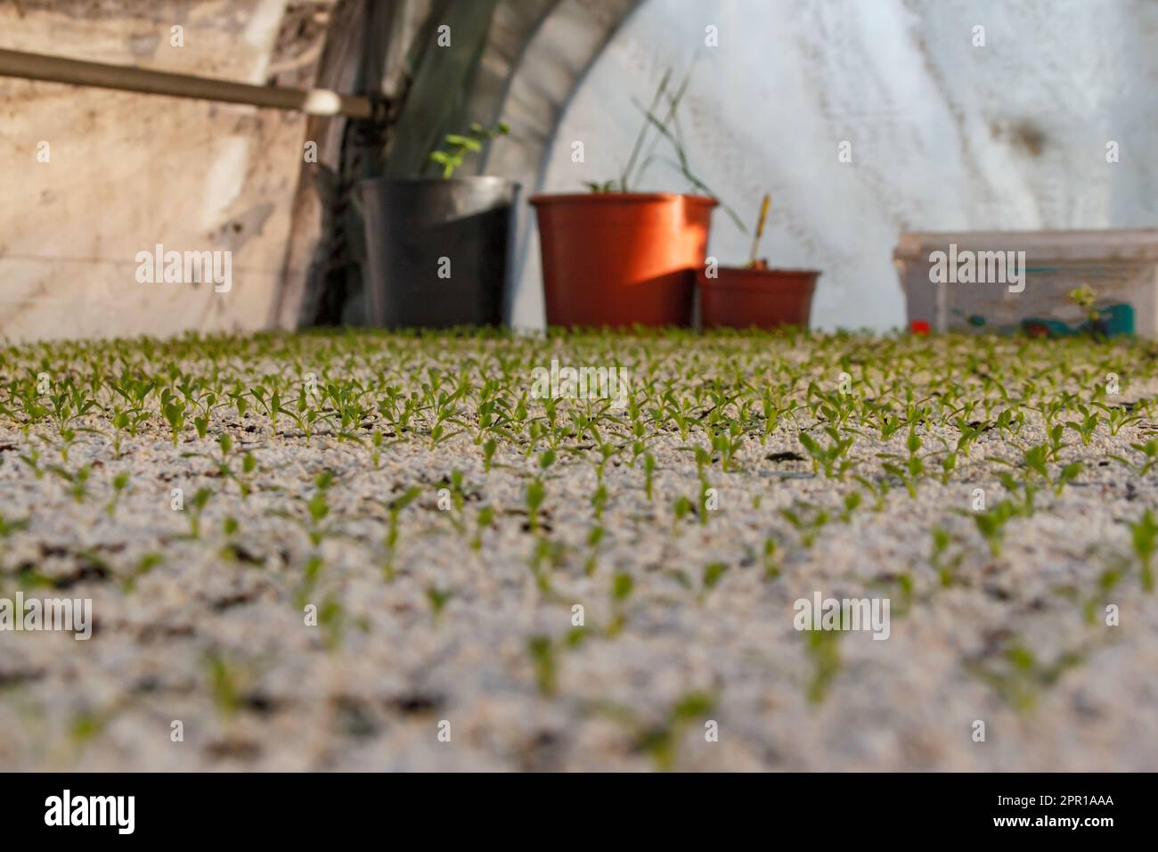 Prepared seed bed hi-res stock photography and images - Alamy