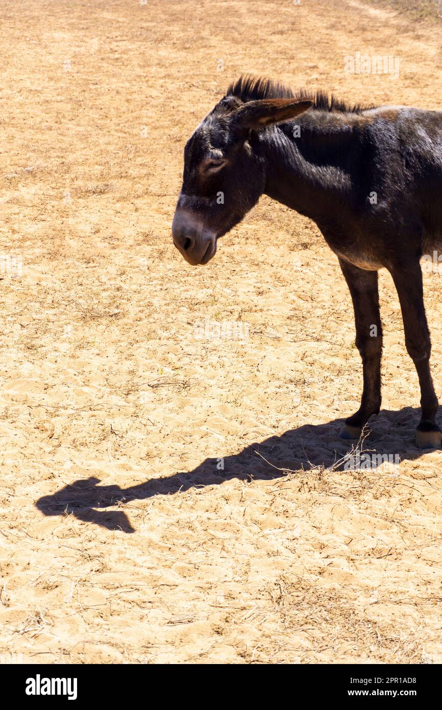 Comical donkey hi-res stock photography and images - Alamy