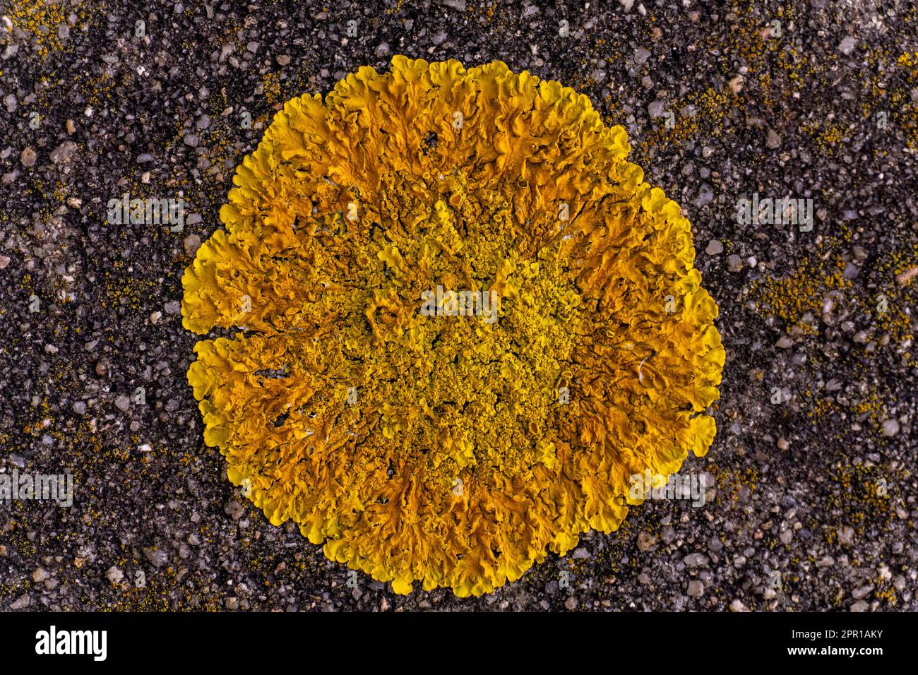 Lichen lobes hi-res stock photography and images - Alamy