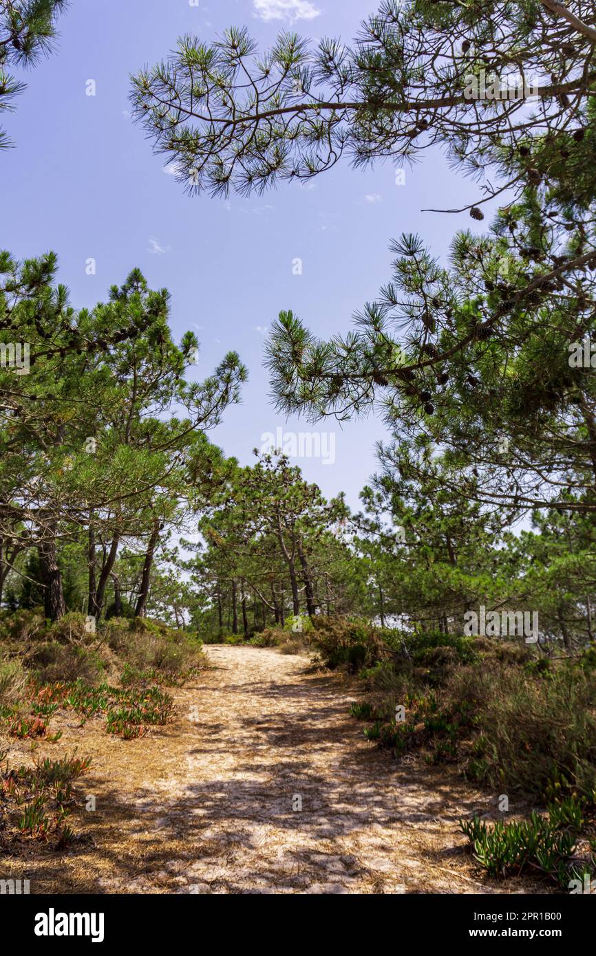 Sandy path among pine trees Stock Photo - Alamy