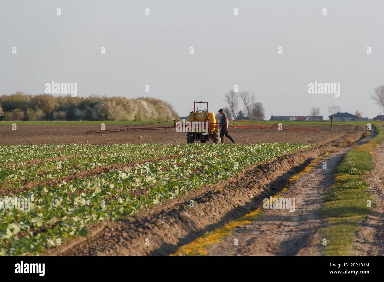 farmer spraying field crops with a sprayer mounted on a tractor Stock ...