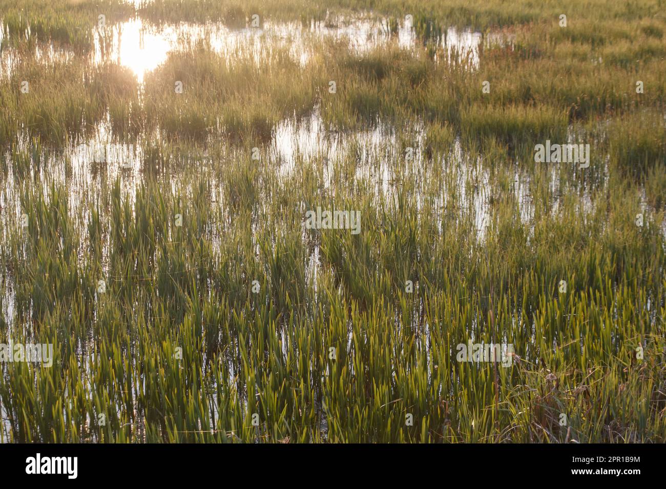 spring in a rural area Stock Photo - Alamy