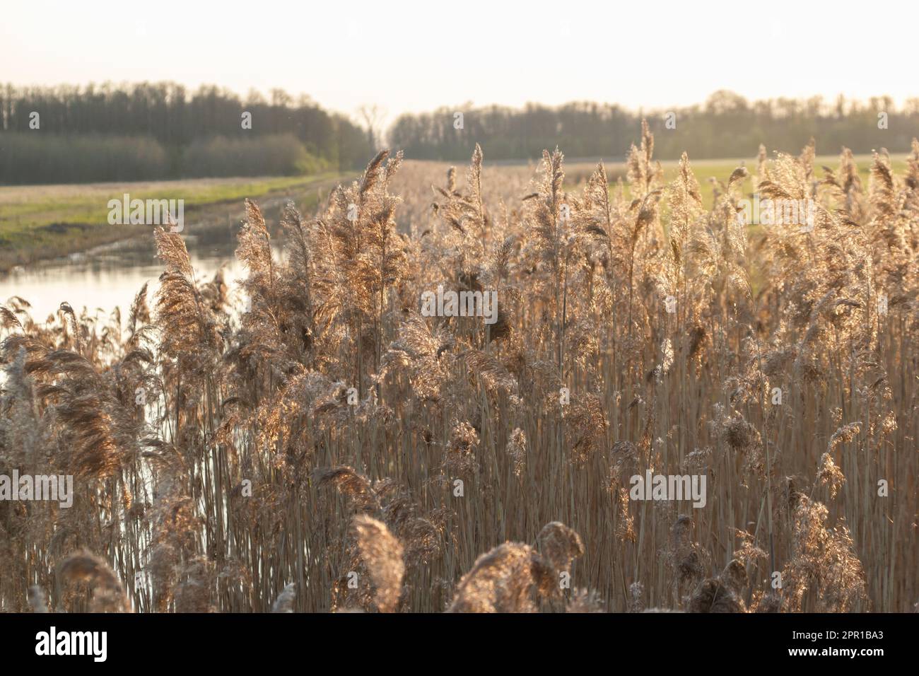 spring in a rural area Stock Photo - Alamy