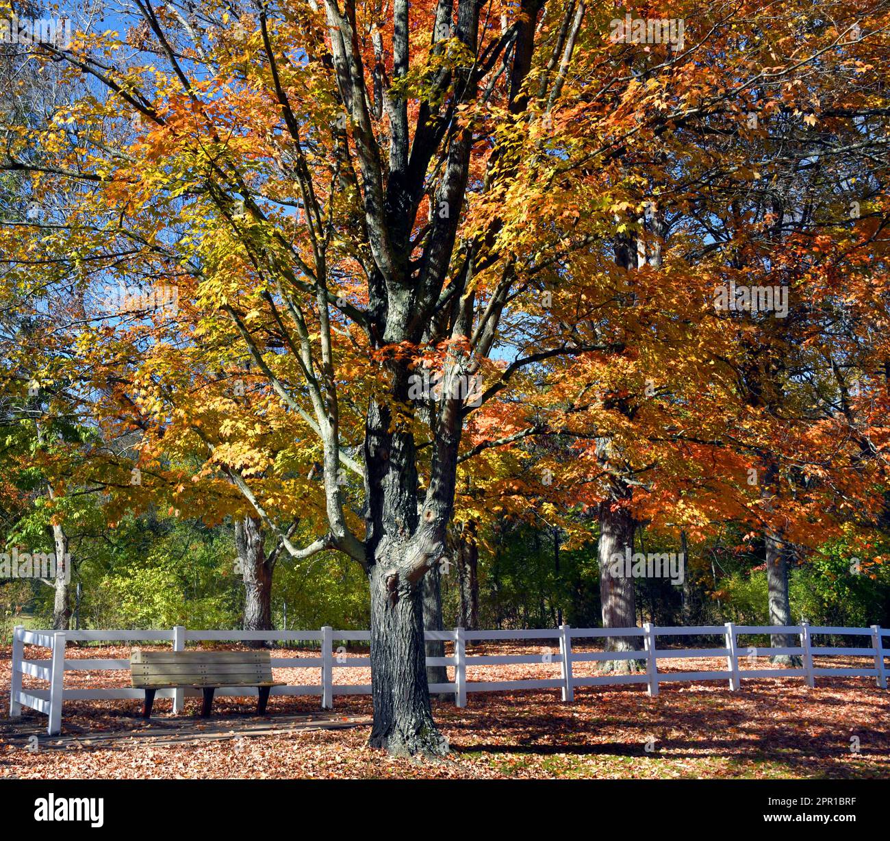 Wooden bench sits beneath the branches of a tree turning red and yellow ...